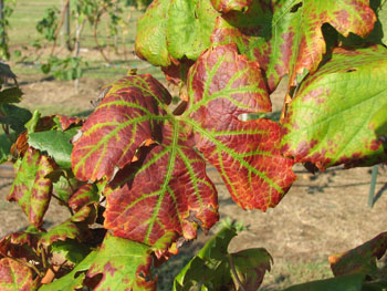 Most common grapevine pests around the world – eVineyard blog