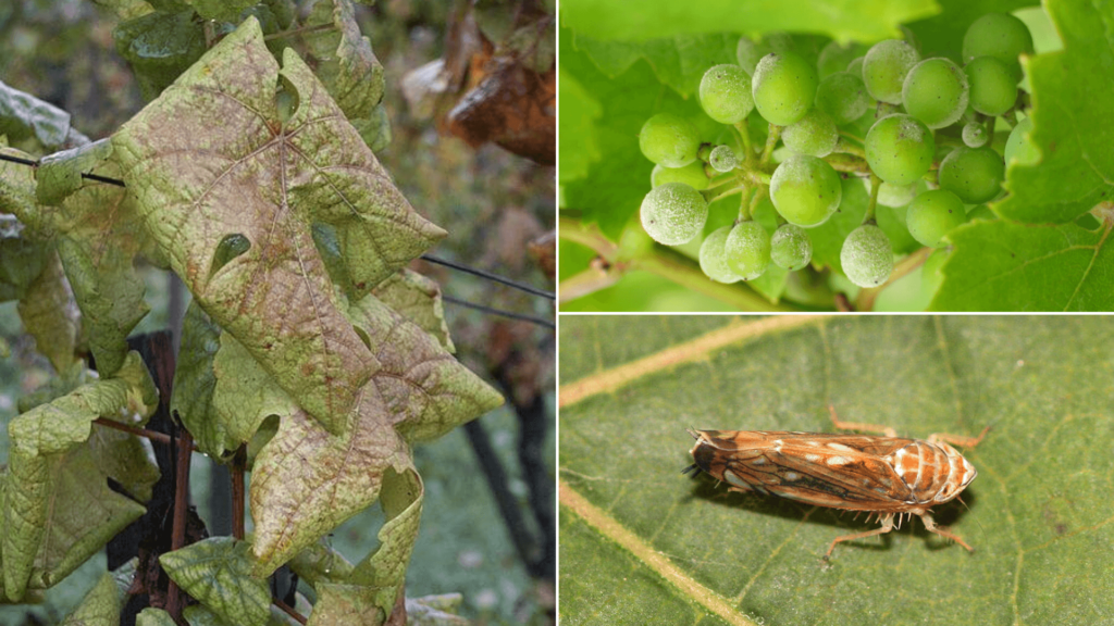 Most common grapevine pests around the world – eVineyard blog
