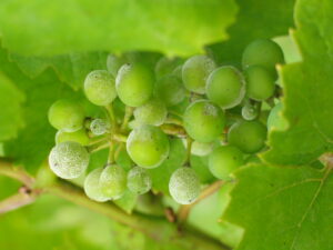 Most common grapevine pests around the world