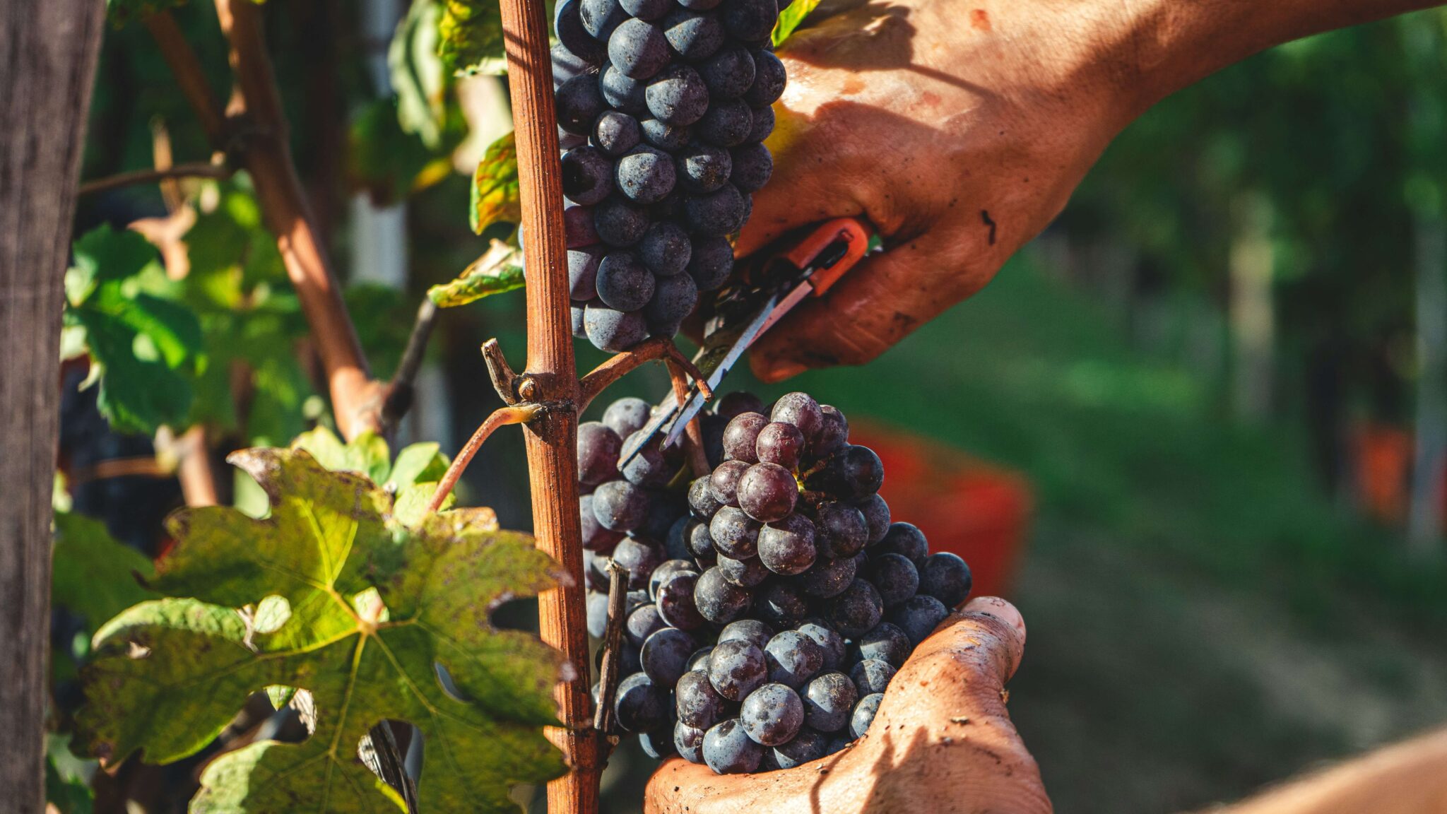 Yearly vineyard work activities – eVineyard blog