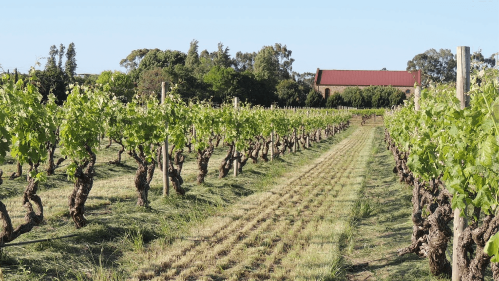 Integrated Pest Management in the vineyard – eVineyard blog