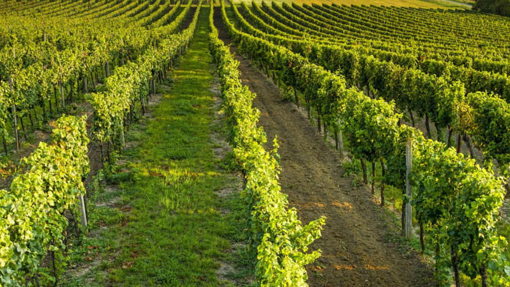 Yearly vineyard work activities – eVineyard blog