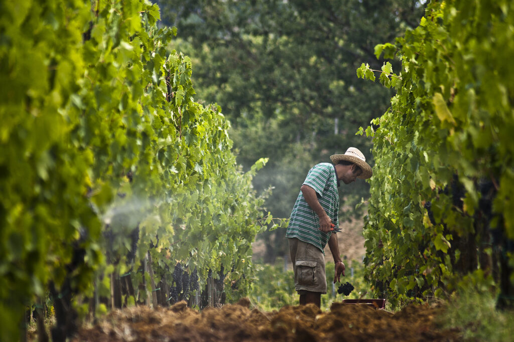 Annual grapevine growth cycle and vineyard management calendar ...
