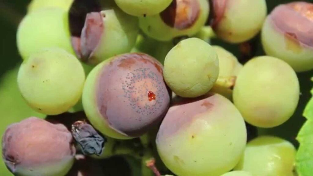 Most common vine diseases – eVineyard blog