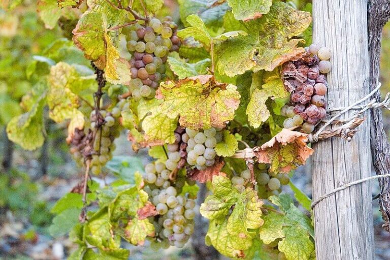 Most common vine diseases – eVineyard blog