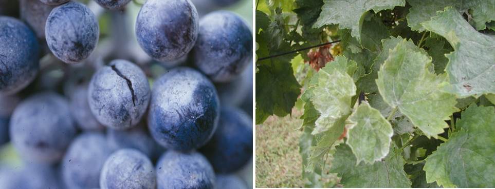 Most common vine diseases