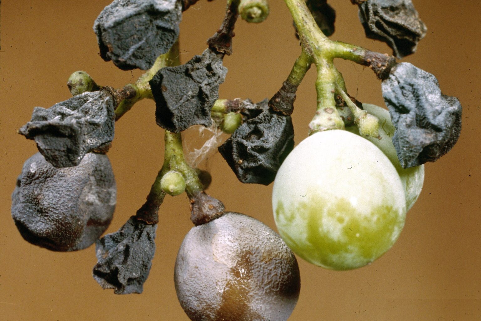 Black Rot of Grape (Guignardia bidwellii (Ellis)) – eVineyard blog