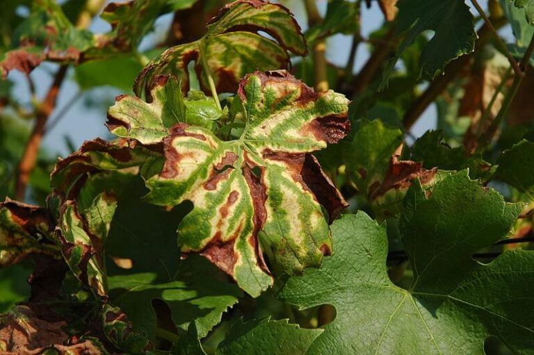 Esca: devastating “trunk disease” of grapevines – eVineyard blog