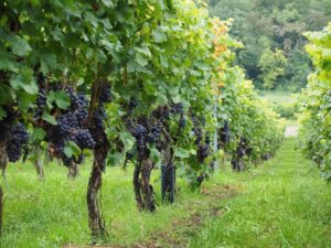 Overview of Grapevine Structure and Function – eVineyard blog