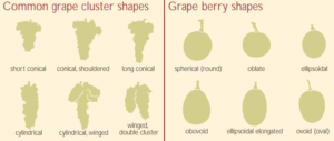 Grape cluster and berries structure
