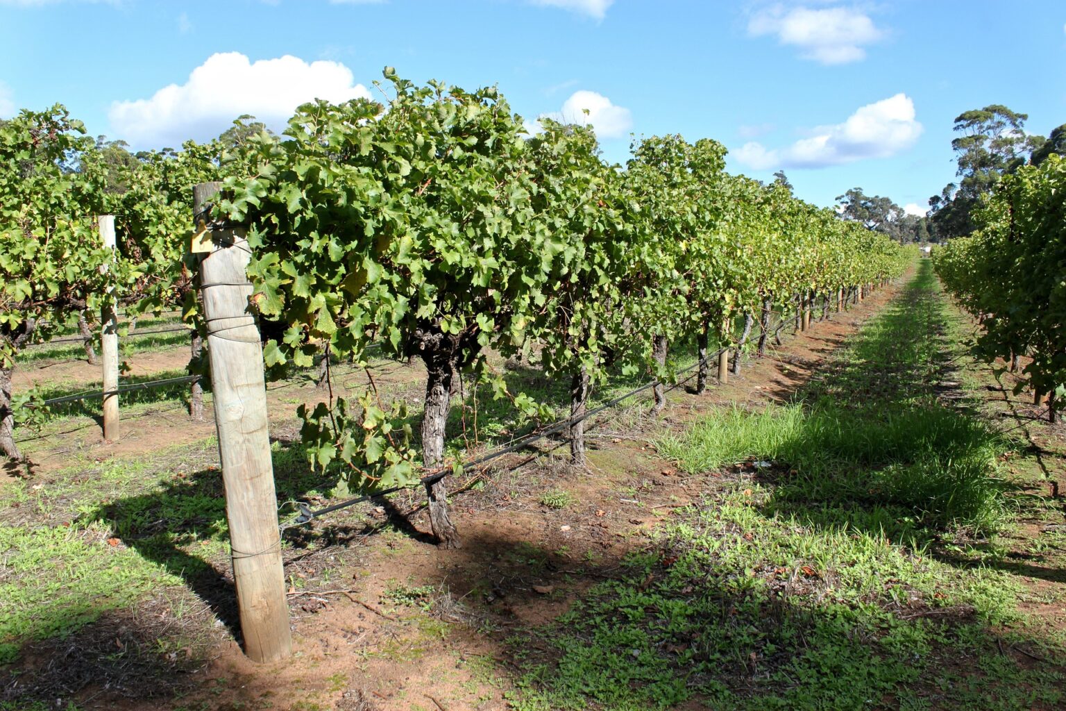 How to schedule vineyard irrigation? – eVineyard blog