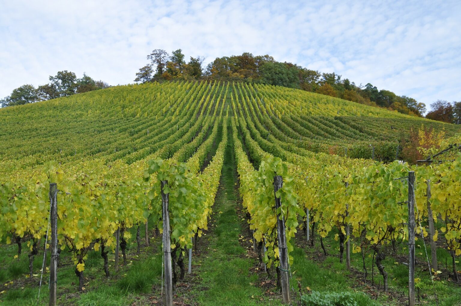 Post-harvest Vineyard Management: preparing vines for resting ...