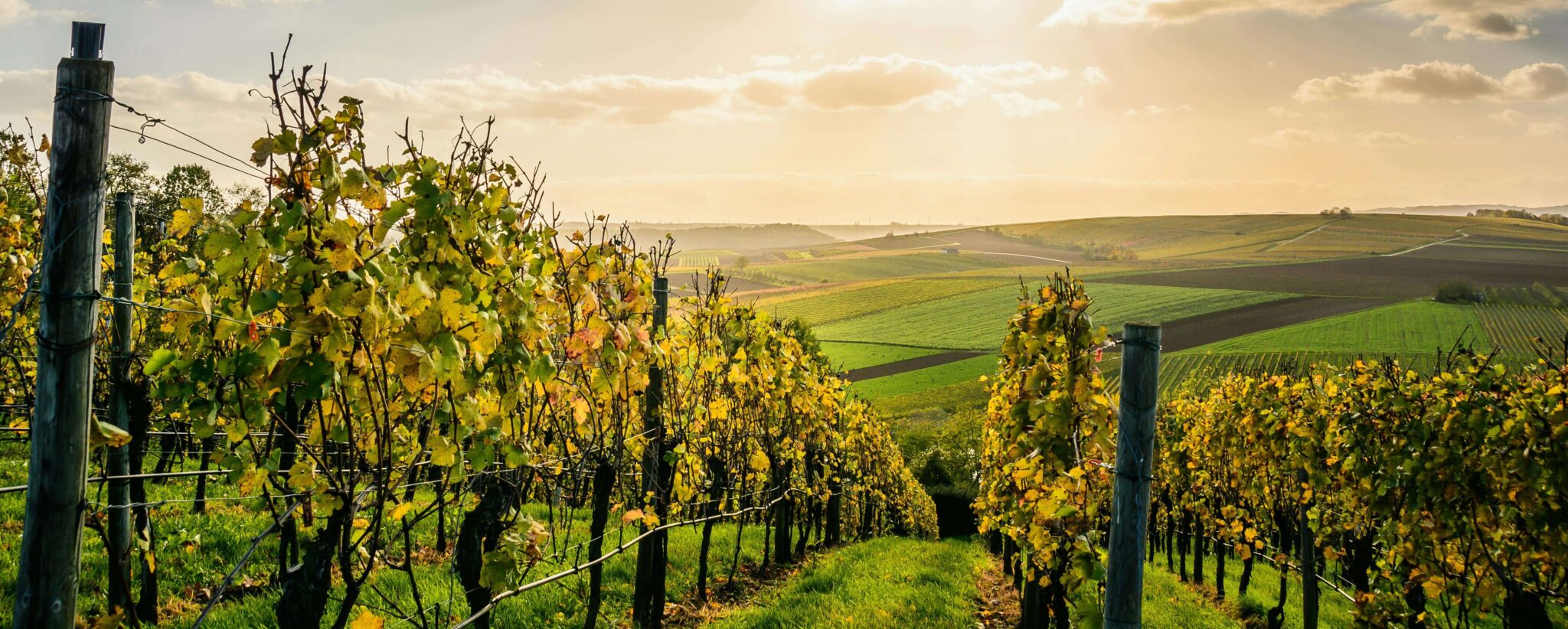 Post-harvest Vineyard Management: preparing vines for resting ...