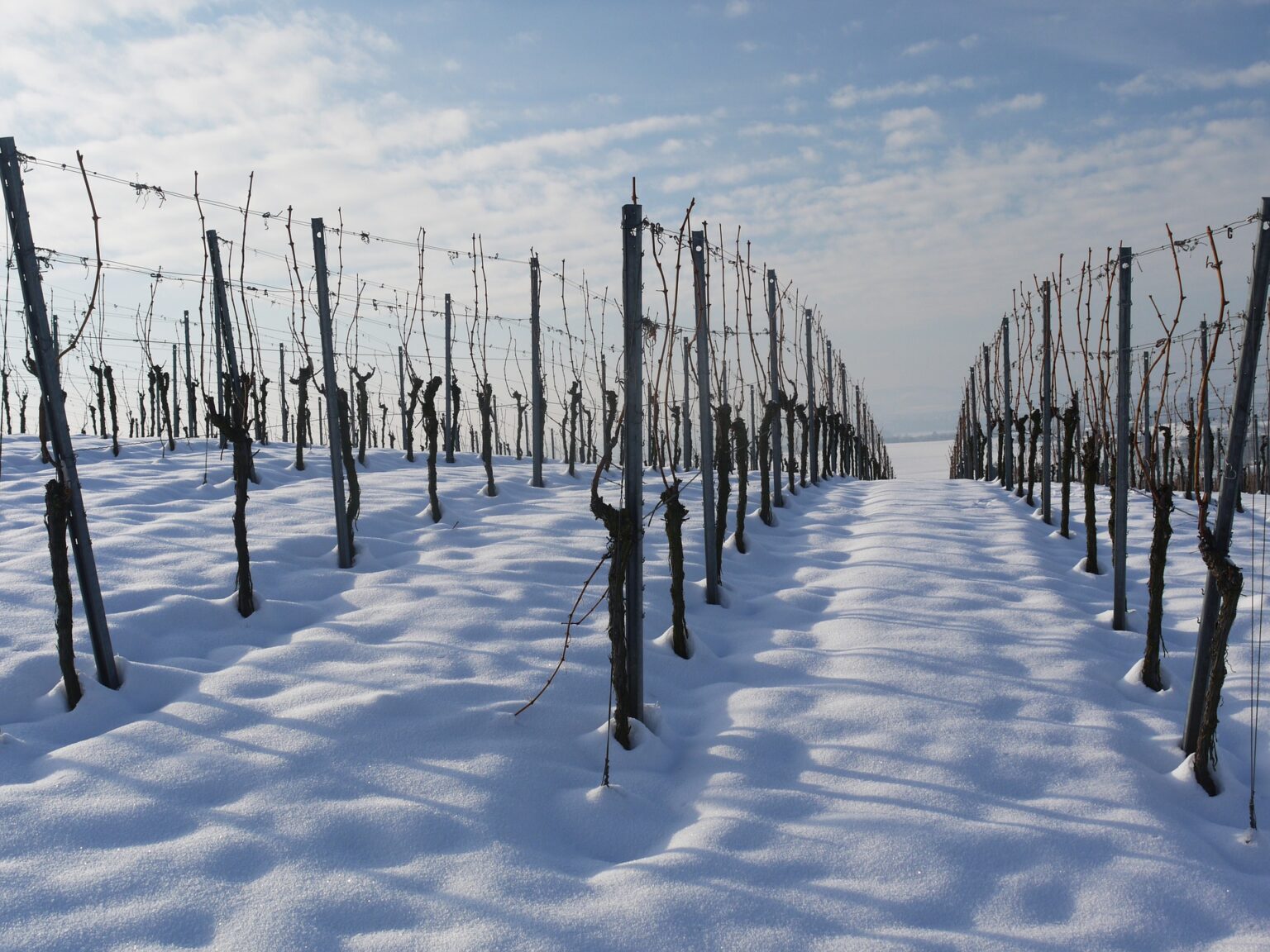 Grapevines during winter dormancy – eVineyard blog