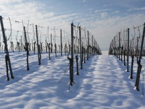 Grapevines during winter dormancy – eVineyard blog