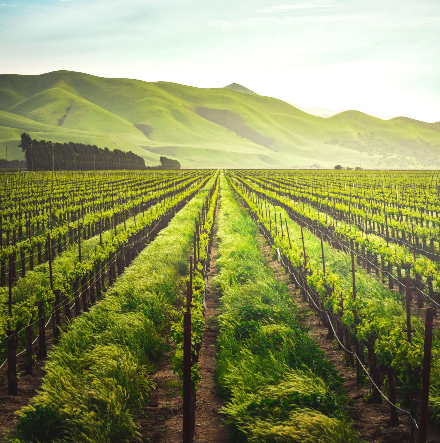 How to optimize vineyard irrigation? – eVineyard blog