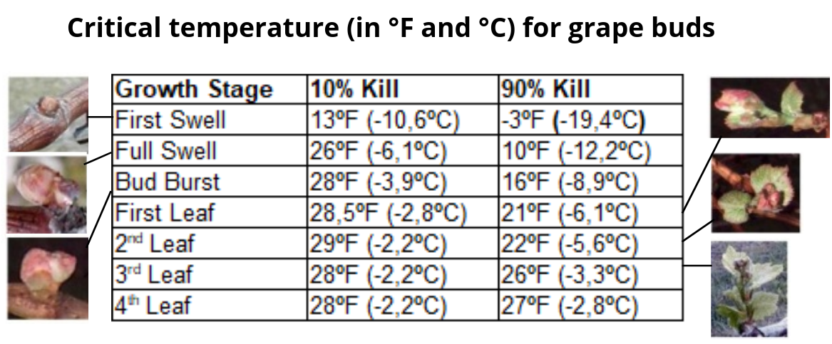 How to prevent vineyard frost damage?