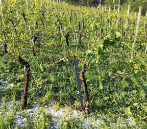 Hail in vineyards – damage, protection methods and management ...