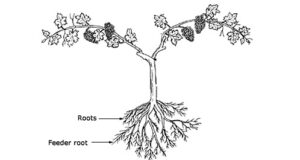 Structure and function of grapevine root system – eVineyard blog