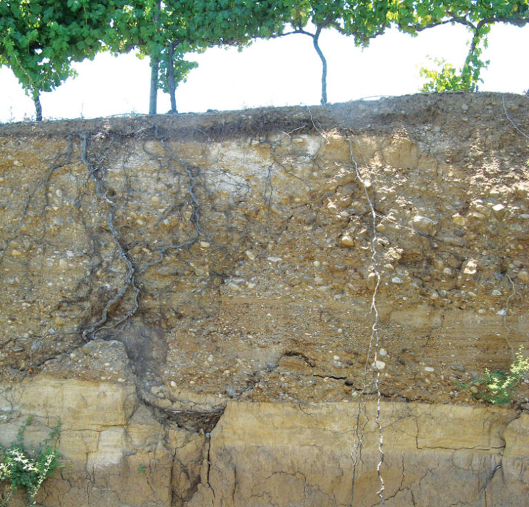 Structure and function of grapevine root system – eVineyard blog