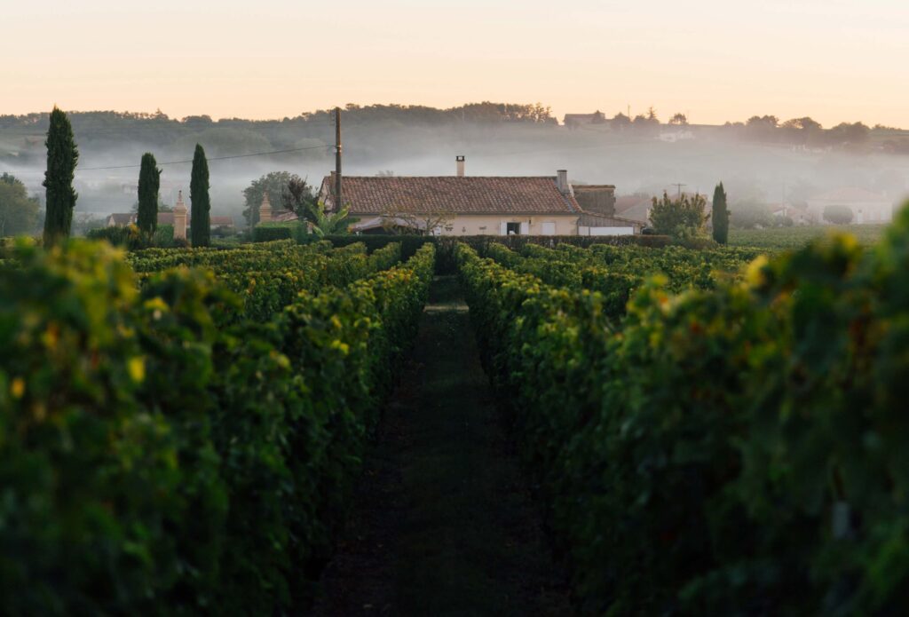 Tips for small family-owned vineyard farms to improve business ...