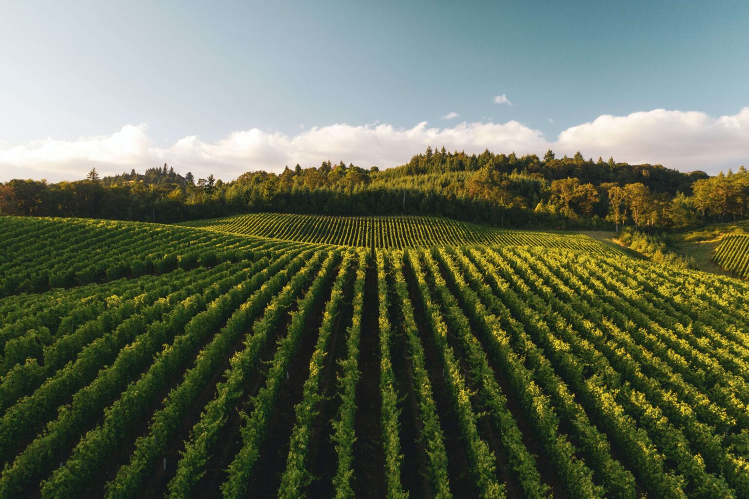 Use of GPS for improved and more sustainable vineyard management ...