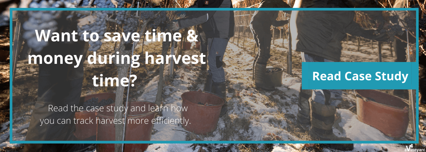 Winter harvest and Ice wine production – eVineyard blog