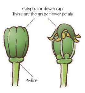 Grapevine flower development and structure – eVineyard blog