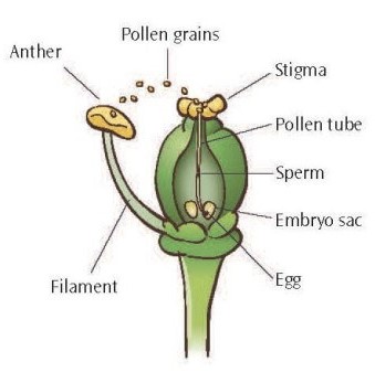 Grapevine flower development and structure – eVineyard blog