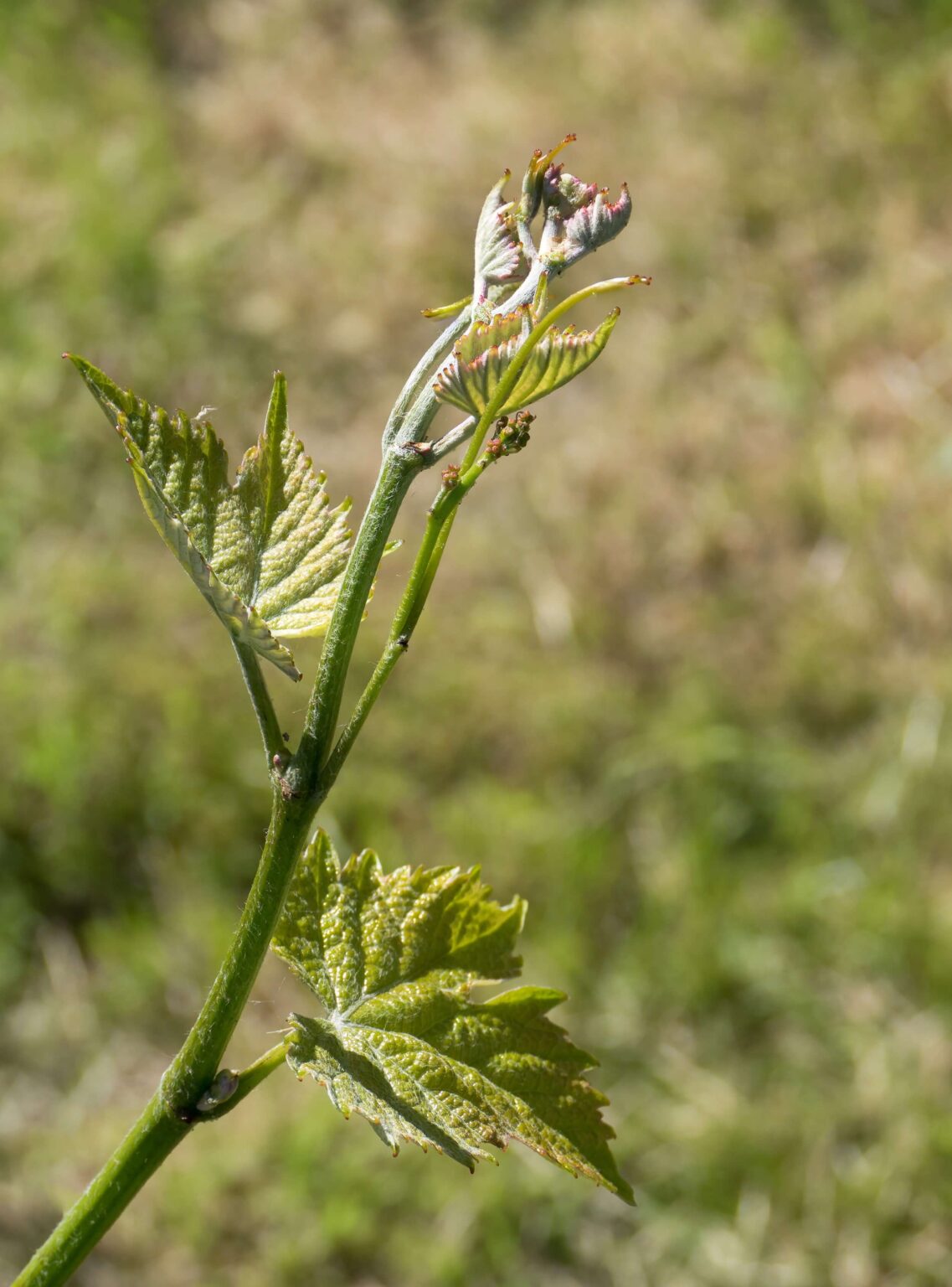 Grapevine flower development and structure – eVineyard blog