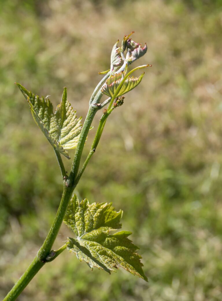 Grapevine flower development and structure – eVineyard blog