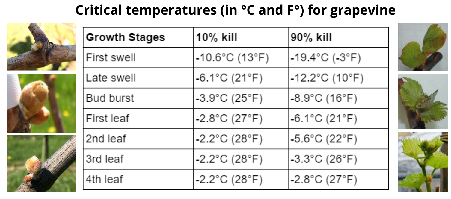How to prevent vineyard frost damage? – eVineyard blog