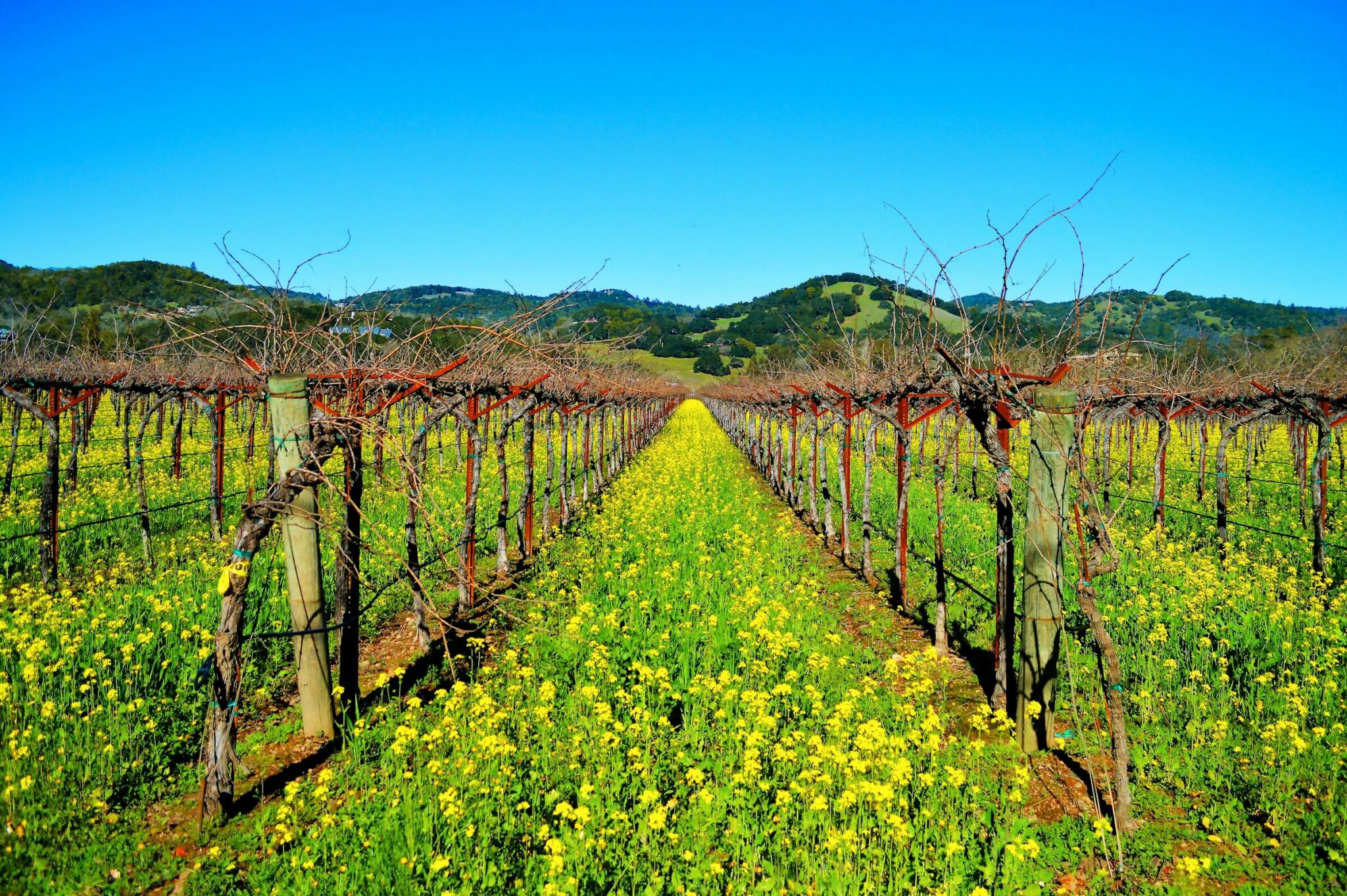 Vineyard Soil Analysis – eVineyard blog