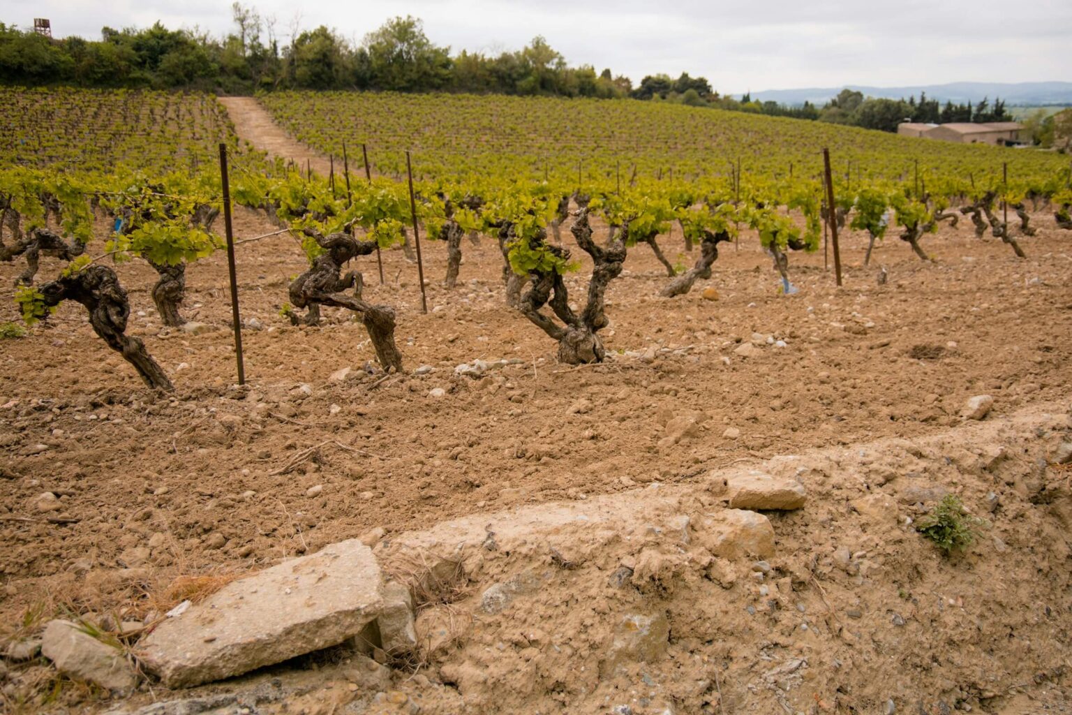 Vineyard Soil Analysis – eVineyard blog
