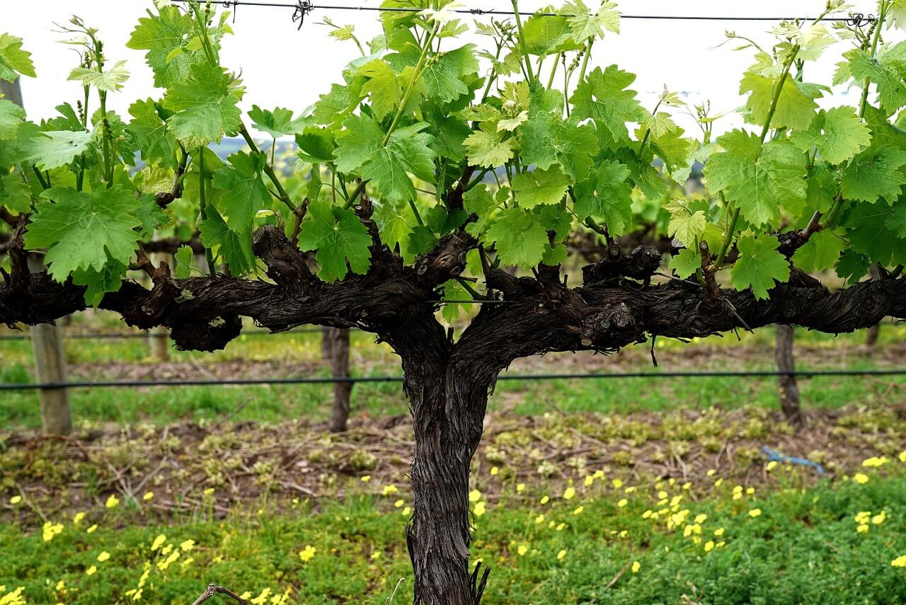 Overview of Grapevine Structure and Function – eVineyard blog