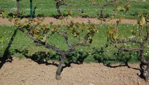 Overview of Grapevine Structure and Function – eVineyard blog