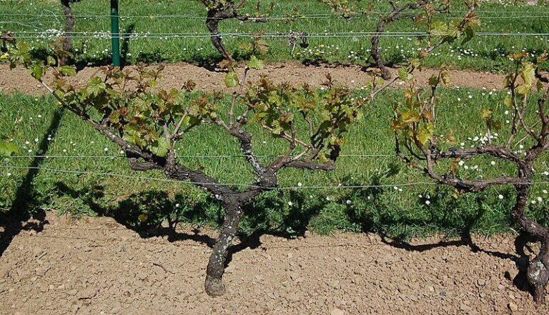 Overview of Grapevine Structure and Function – eVineyard blog