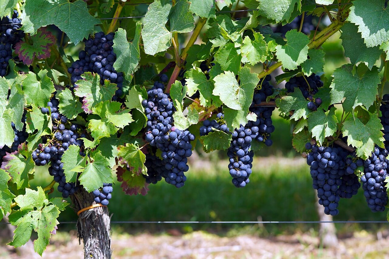 Overview of Grapevine Structure and Function – eVineyard blog