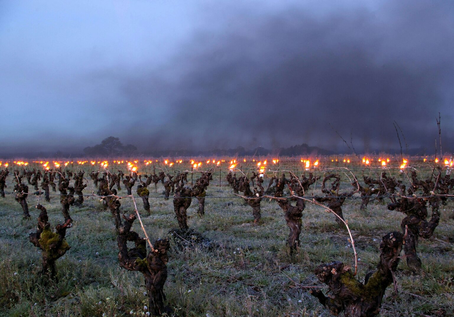 How to prevent vineyard frost damage? – eVineyard blog