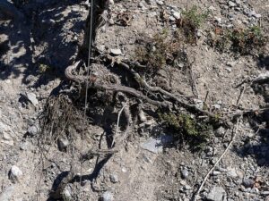 Structure and function of grapevine root system – eVineyard blog